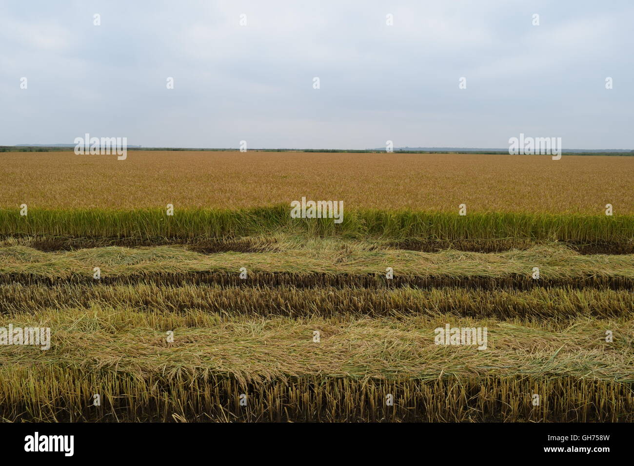 Field rice harvest began. Field of rice in the rice paddies. Rice ...