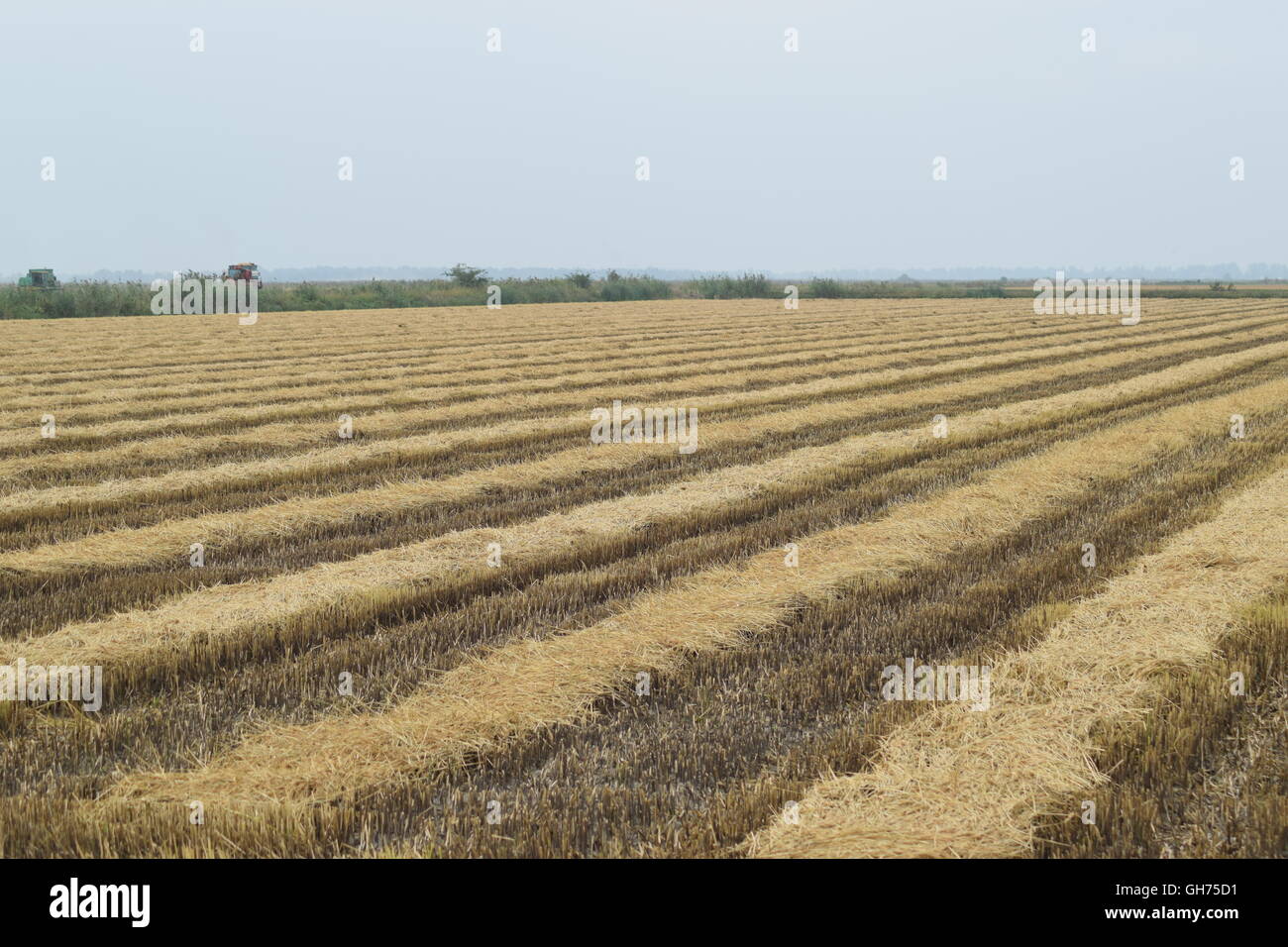 Field rice harvest began. Field of rice in the rice paddies. Rice ...