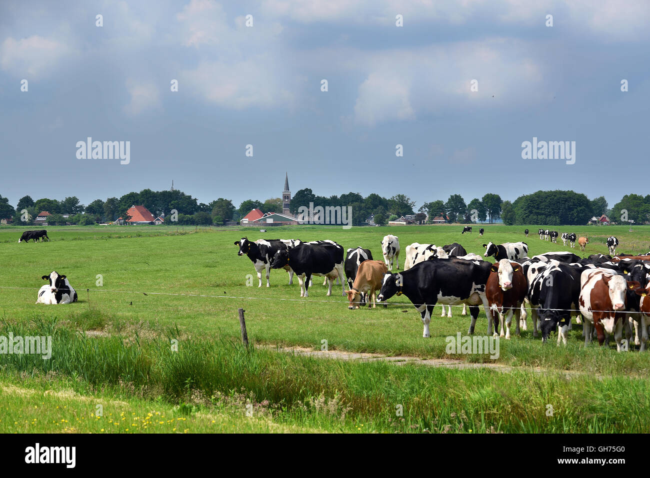 Friesian landscape with cattle in Friesland, The Netherlands Stock ...