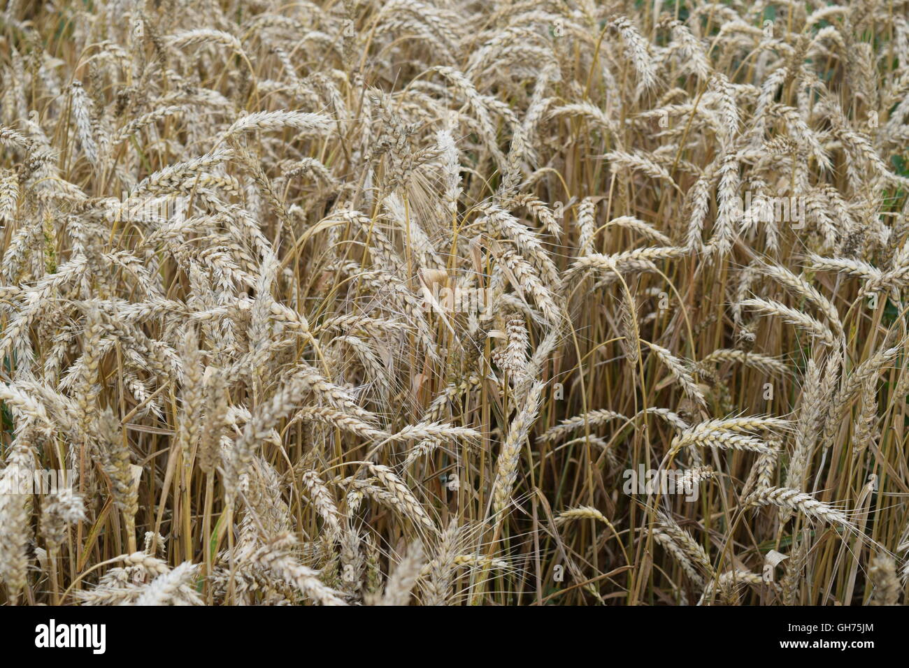 field of wheat. Photo Shooting quadrocopters field of ripe crops Stock ...