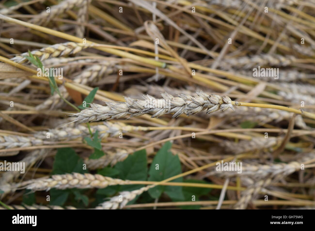 field of wheat. Photo Shooting quadrocopters field of ripe crops Stock ...