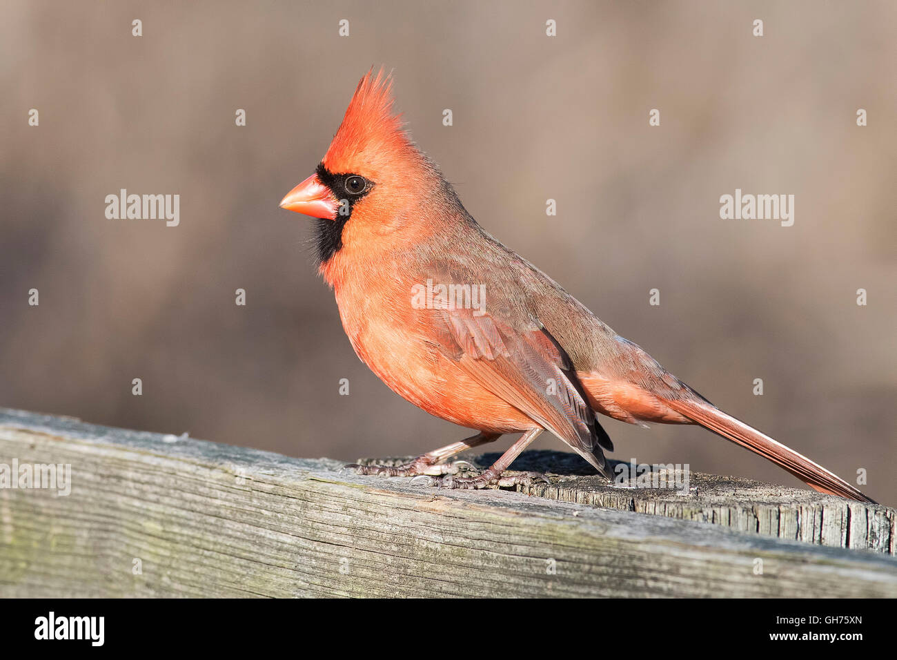 Male Northern Cardinal Stock Photo - Alamy