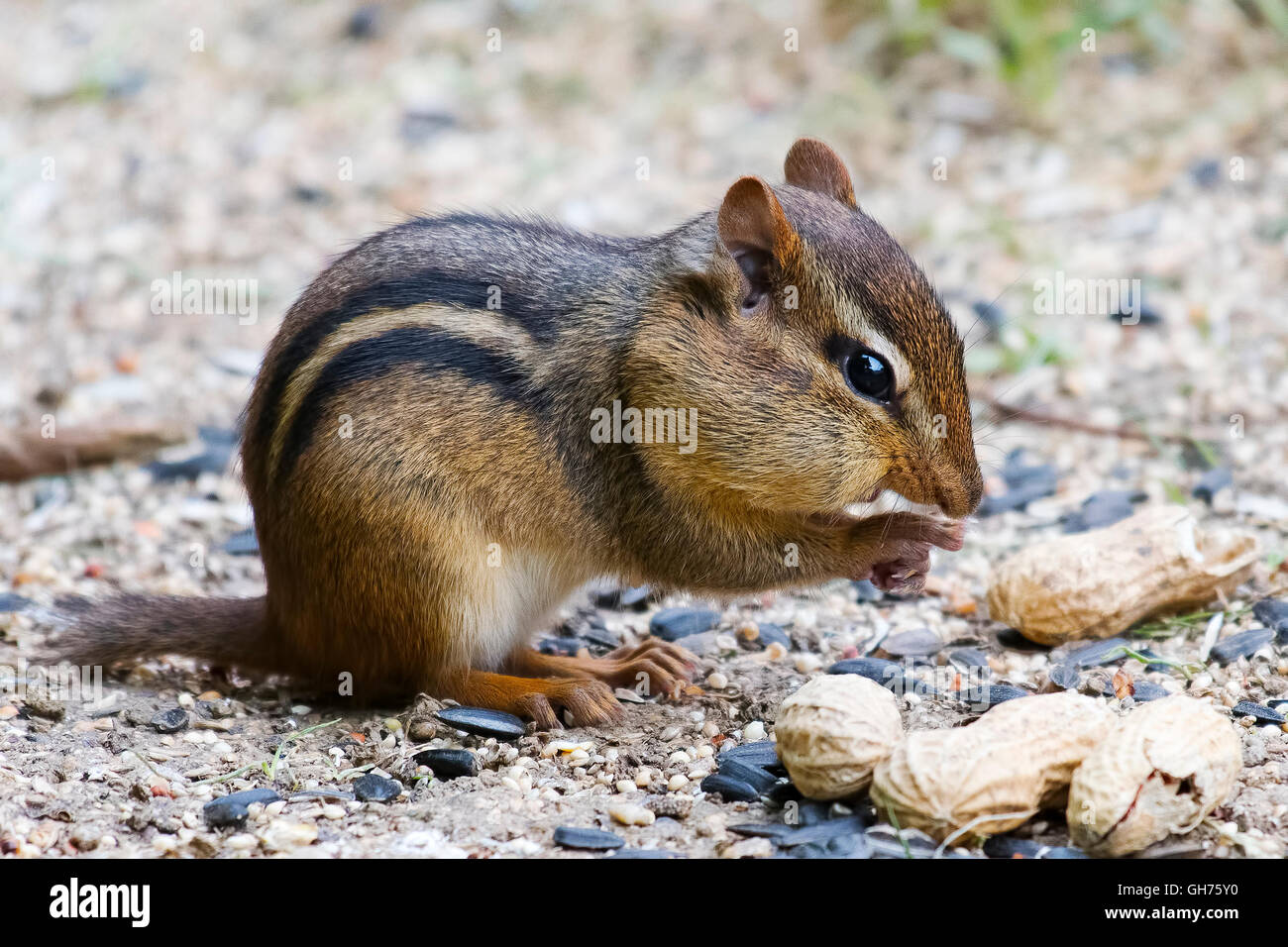 Chipmunk Stuffing Cheeks Stock Photo - Alamy