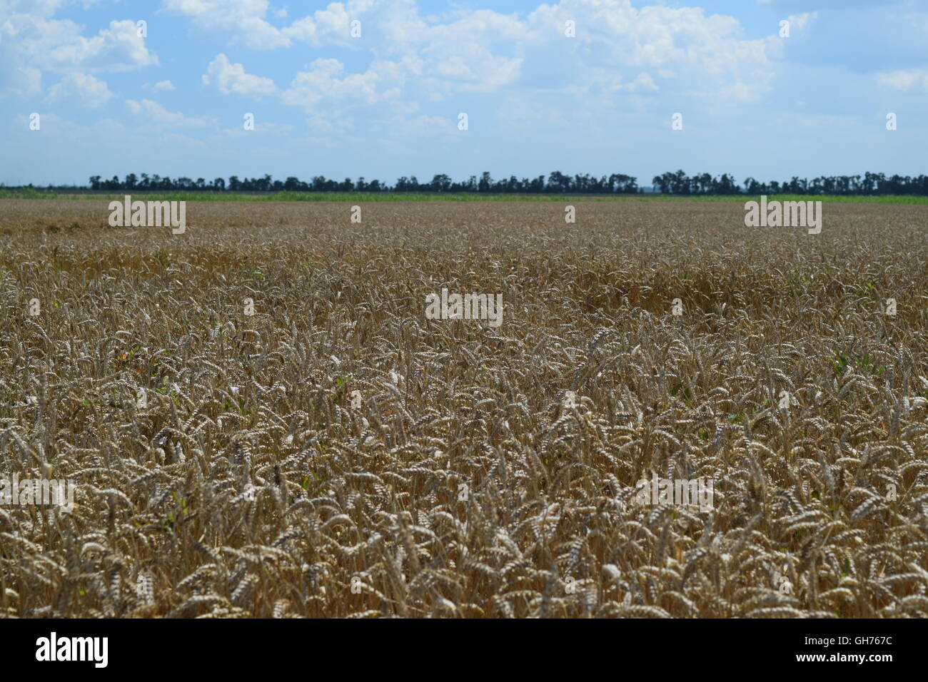 field of wheat. Photo Shooting quadrocopters field of ripe crops Stock ...