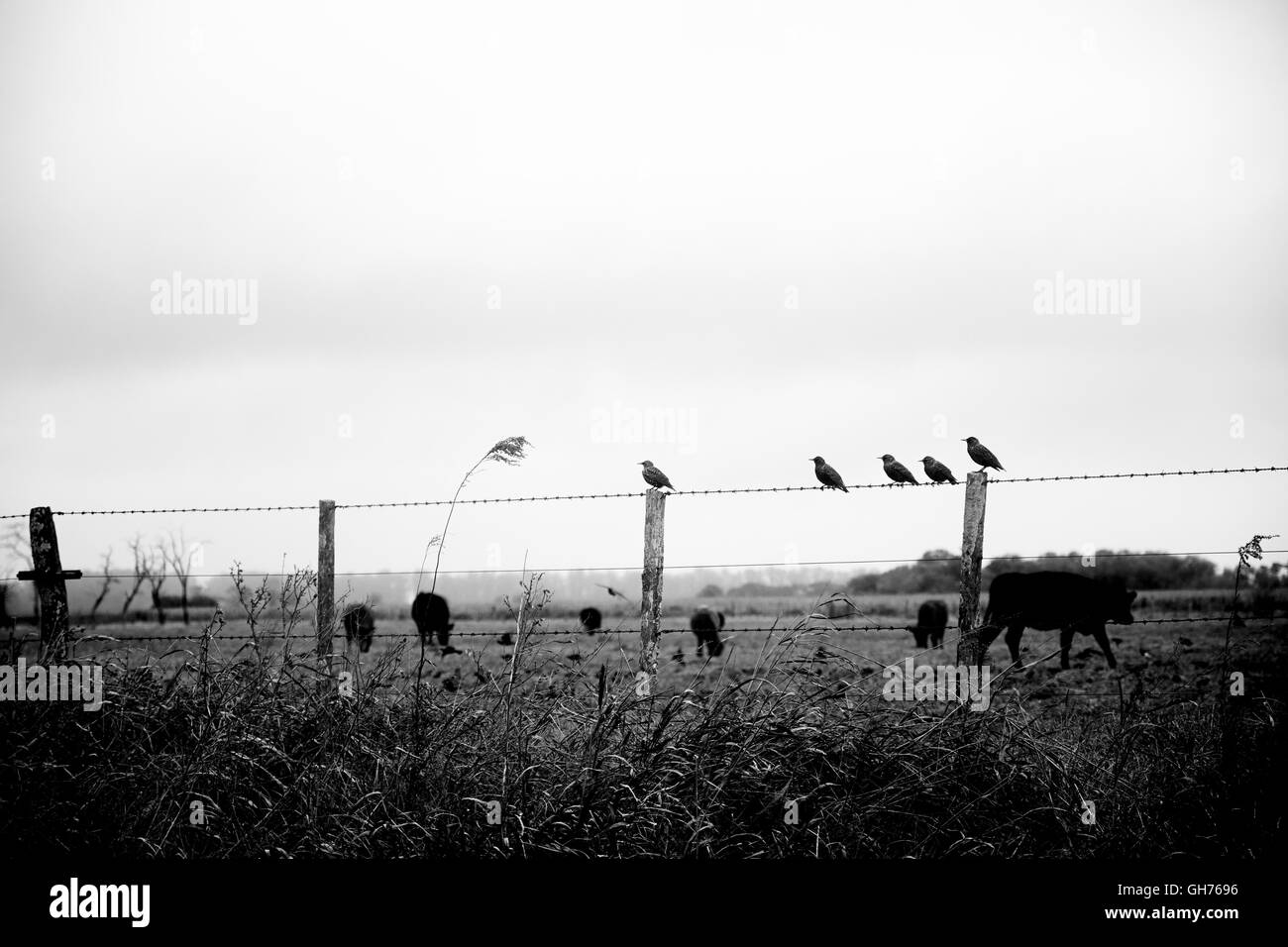 Flock of birds resting with some blurred cows eating in the background ...