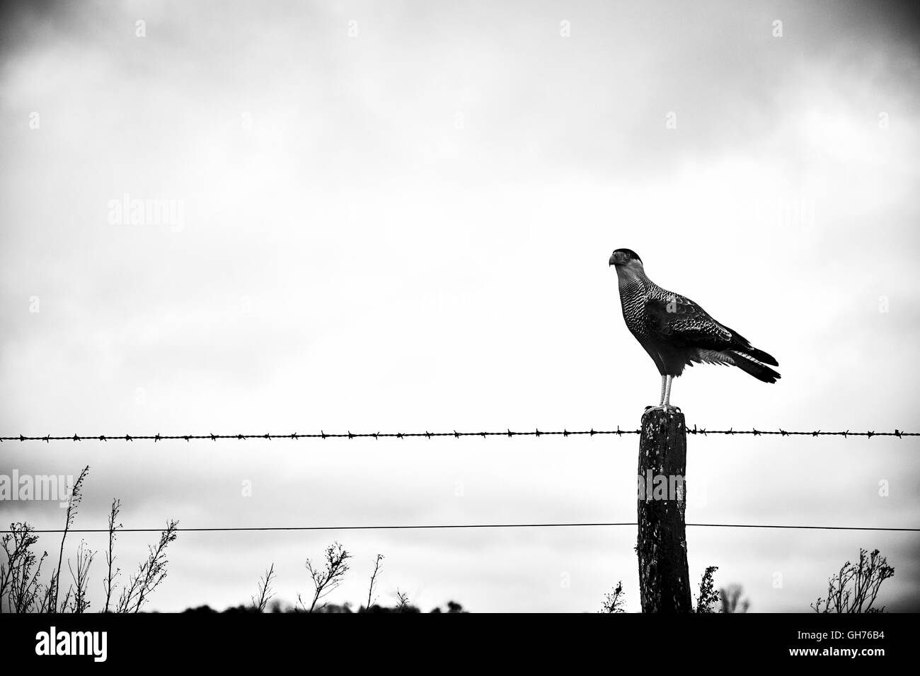 A big fowl resting on a wire fence Stock Photo - Alamy