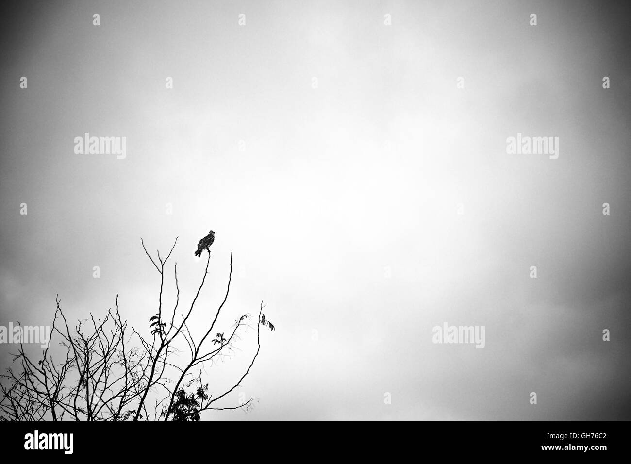 A big fowl resting while looking back on top of a tree Stock Photo - Alamy