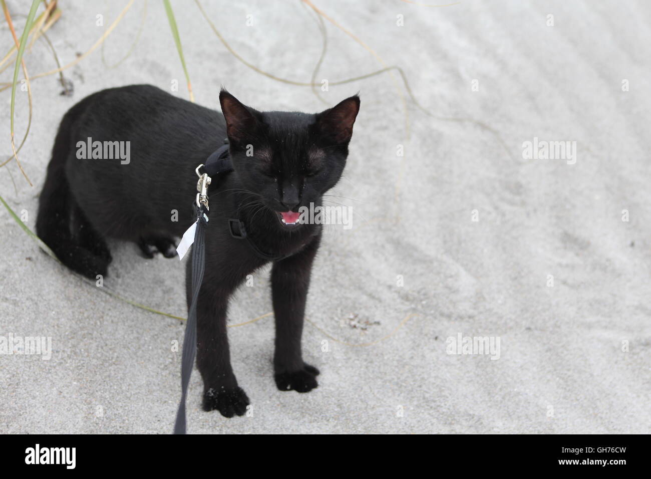 Black cat kitten crying hi-res stock photography and images - Alamy