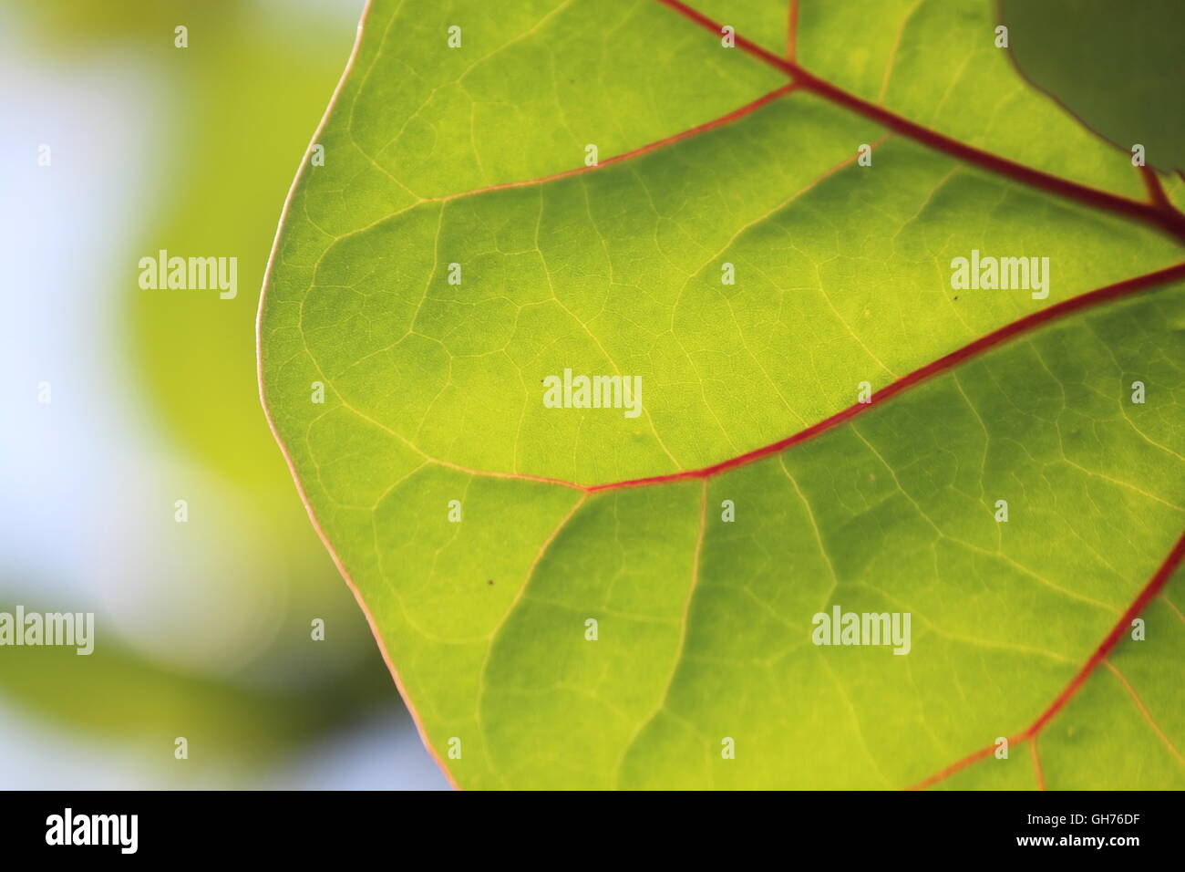 Red sea grape leaf hi-res stock photography and images - Alamy