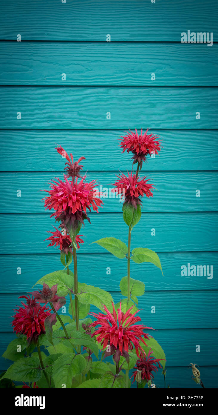 Red and blue flowers hi-res stock photography and images - Alamy