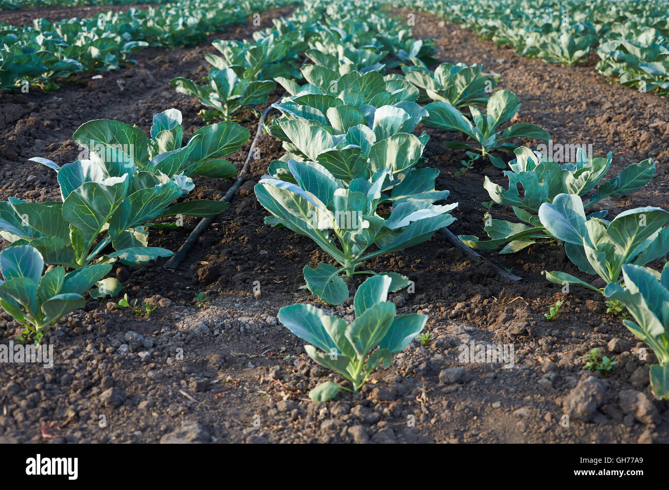 Long cabbage hi-res stock photography and images - Alamy