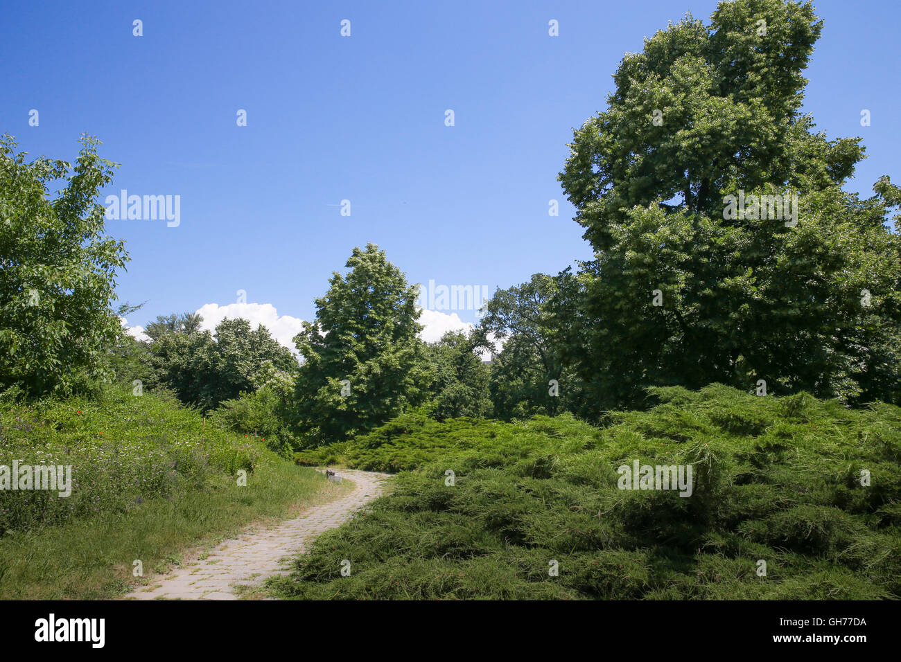 Trees bushes hi-res stock photography and images - Alamy