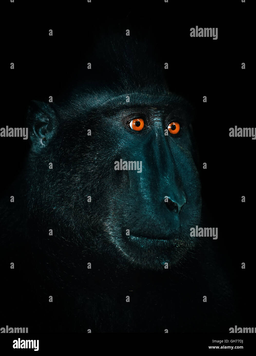 Celebes crested macaque as black monkey, Sulawesi, Indonesia. Endemic ...