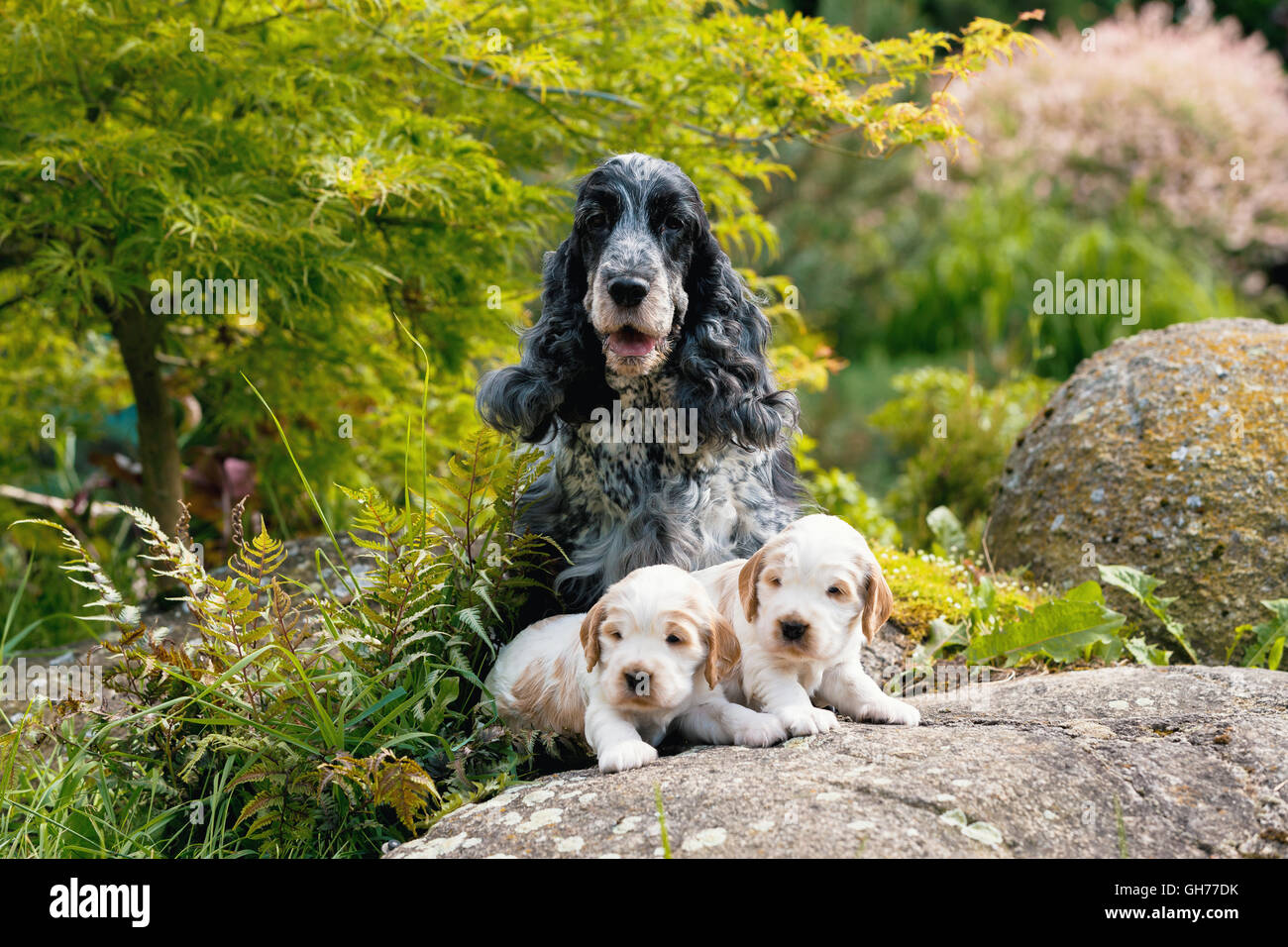 English Cocker Spaniel caring female mother with two small puppies, 24 ...