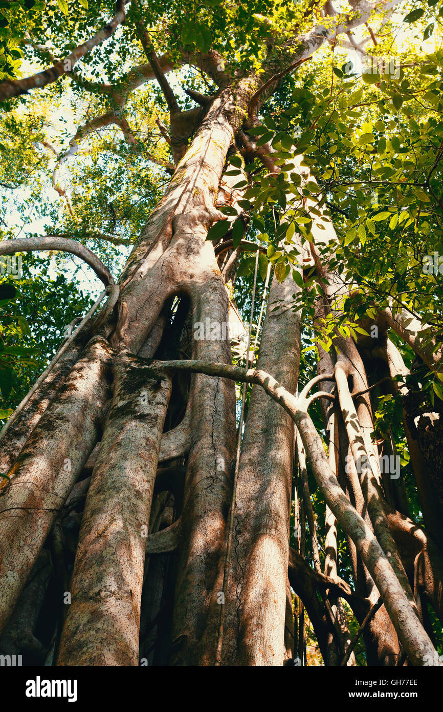 Massive tree is buttressed by roots within Tangkoko National Park in ...