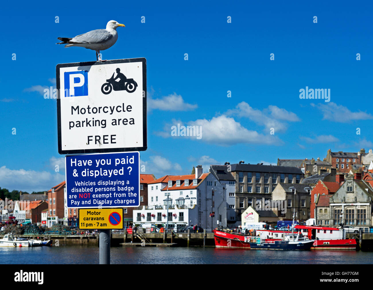 Herring gull on parking sign, Whitby, North Yorkshire, England UK Stock ...