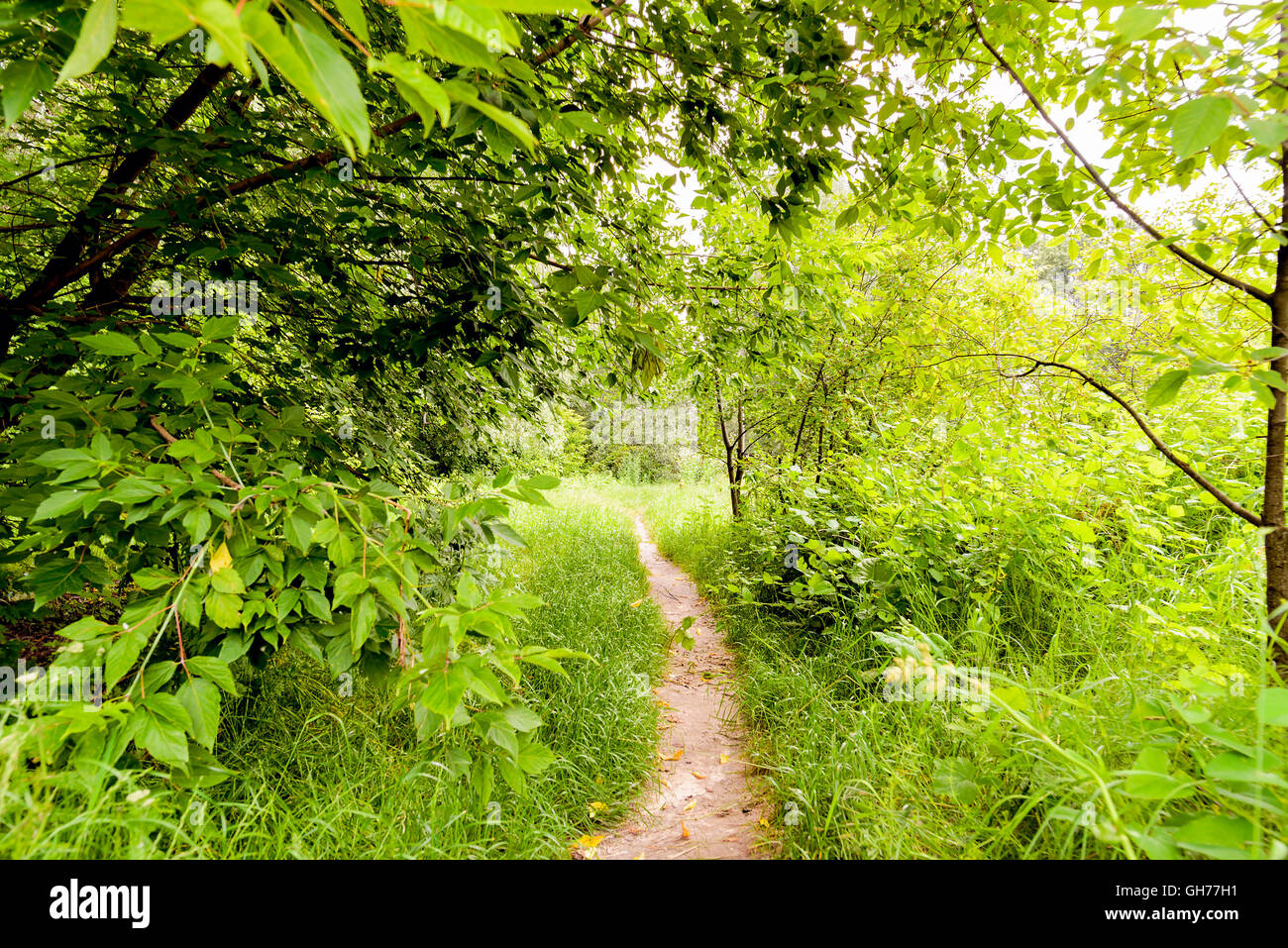 A trail in the woods during a summer morning Stock Photo - Alamy