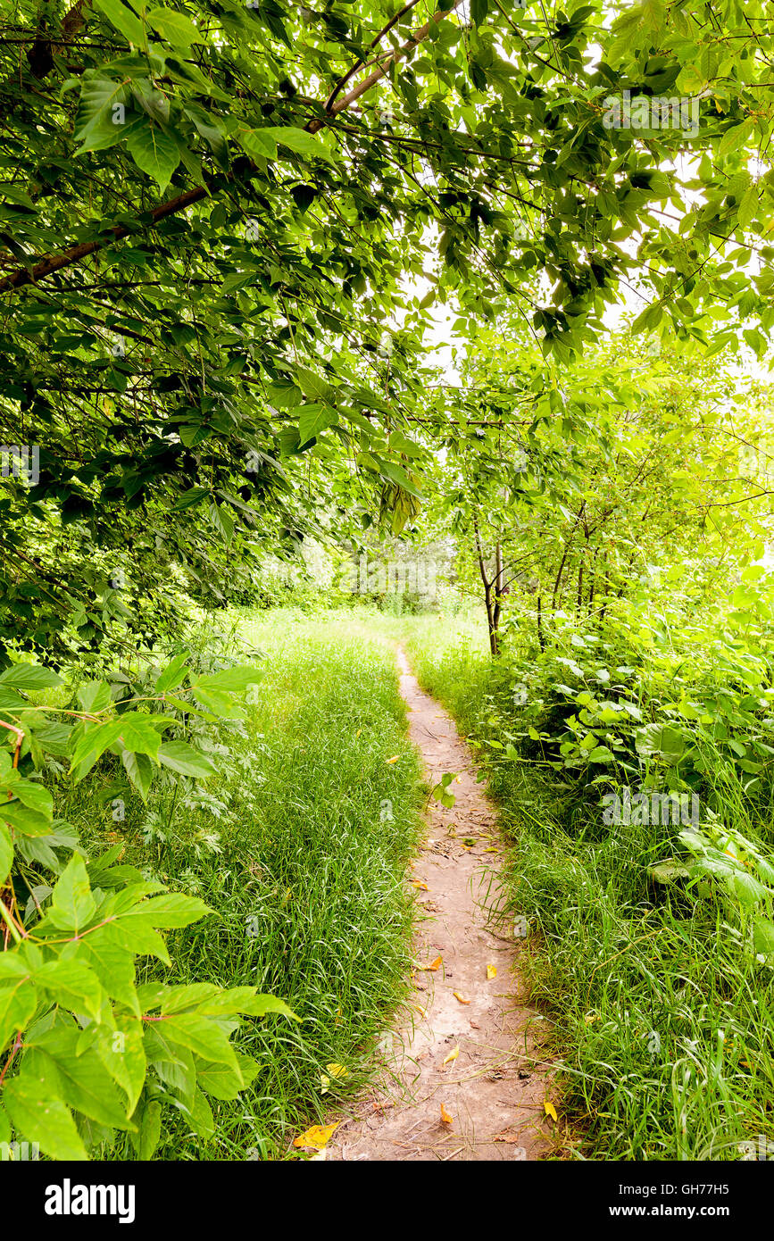 A trail in the woods during a summer morning Stock Photo - Alamy