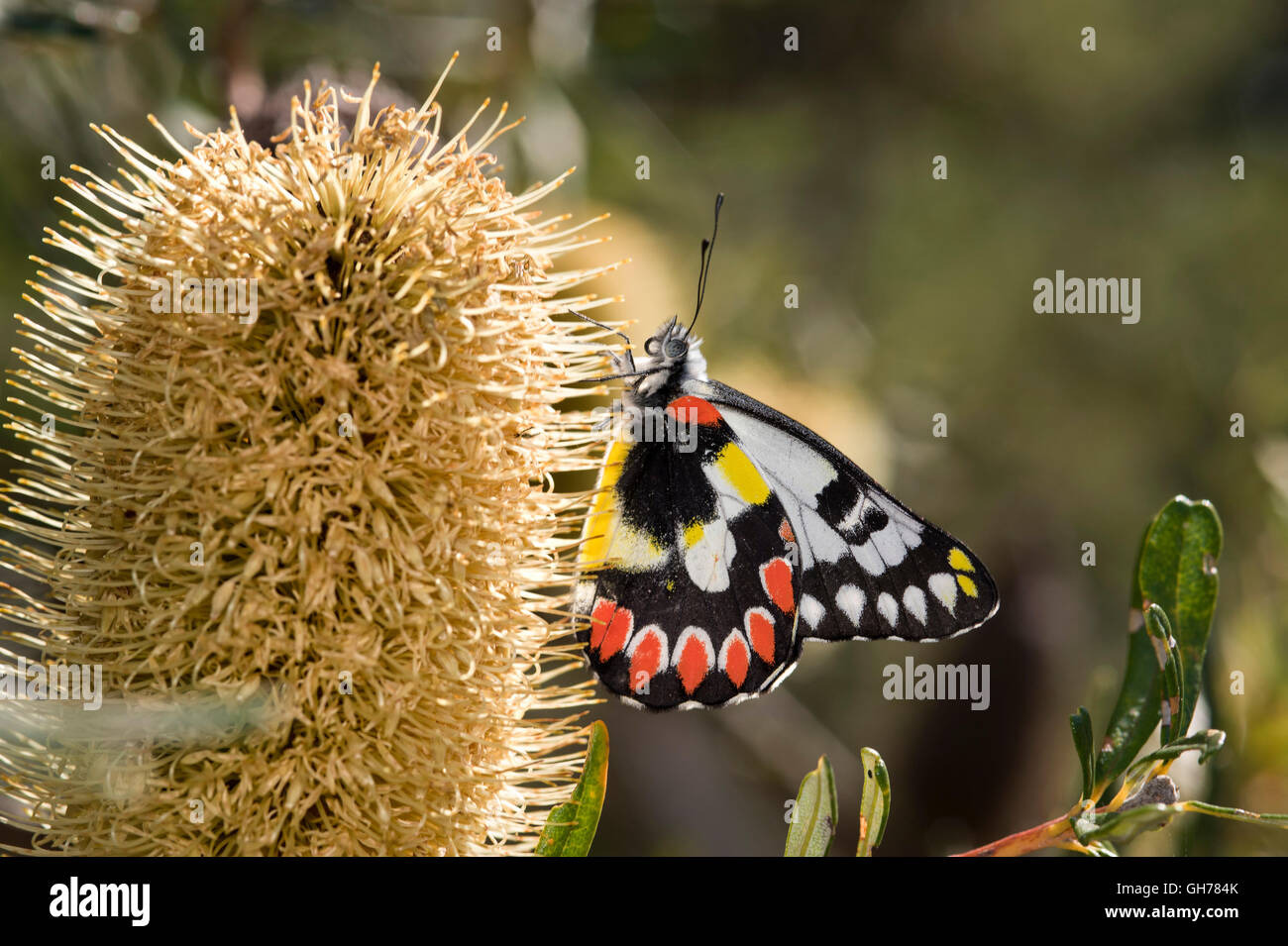 Spotted Jezebel Butterfly (Delias aganippe) feeding on Banksia flower ...