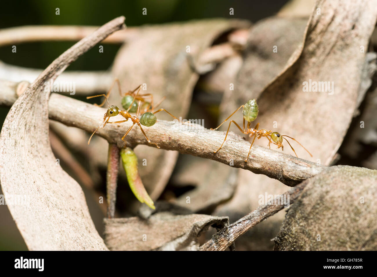 Green tree ant nest hi-res stock photography and images - Alamy