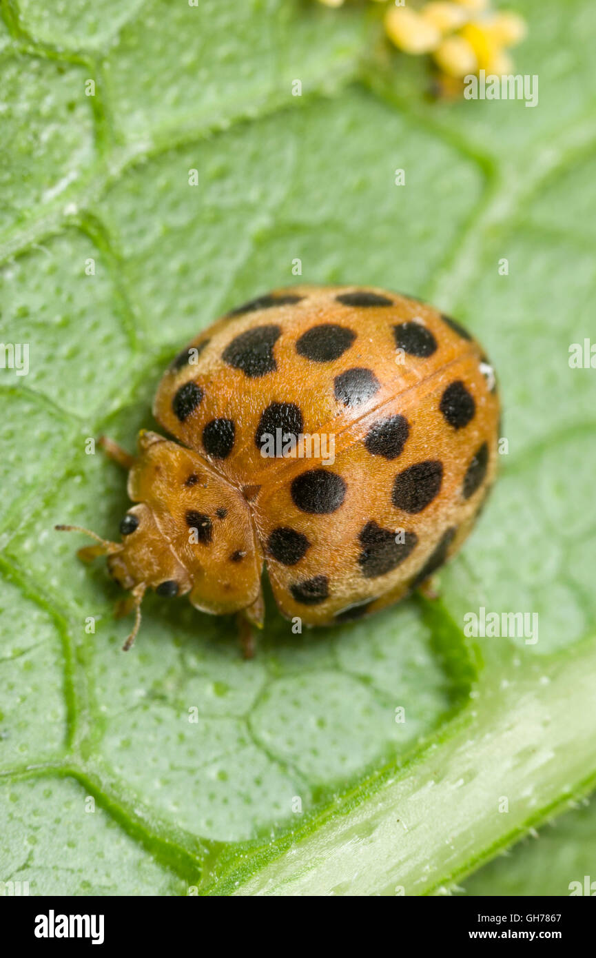 28 spotted ladybird, a type of leaf-eating ladybird pest Stock Photo ...