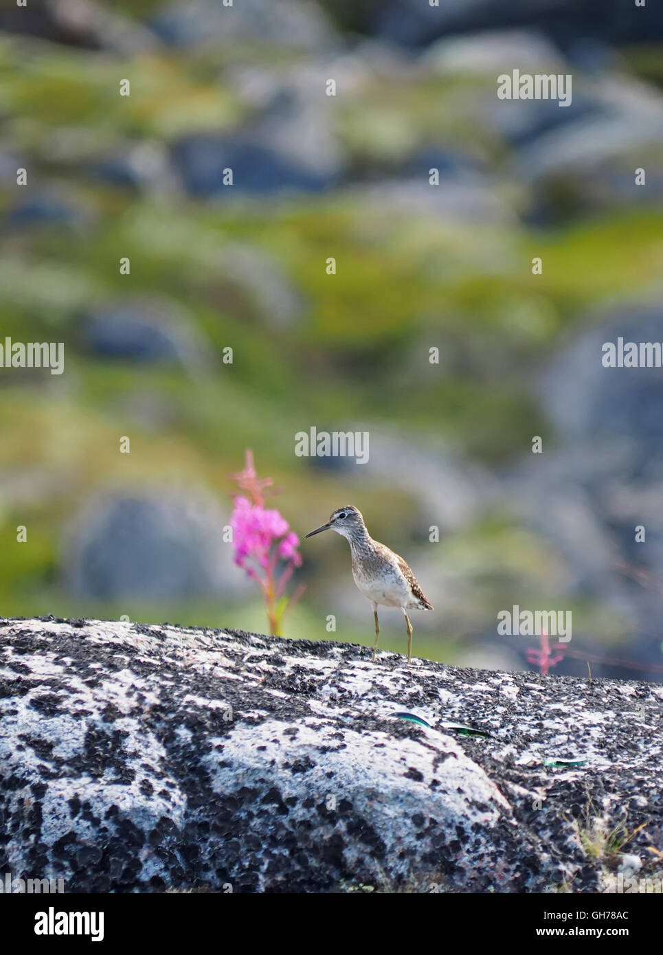 Sandpiper bird on a rock Stock Photo - Alamy