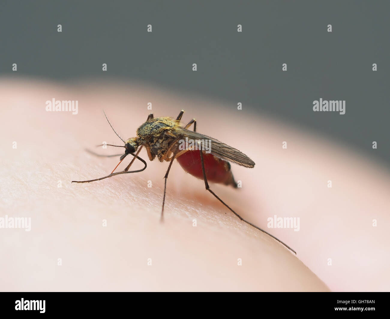 mosquito drinks blood Stock Photo - Alamy