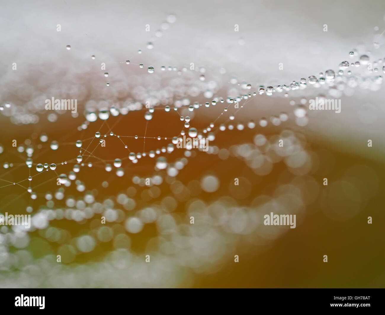 droplets on a spider web Stock Photo - Alamy