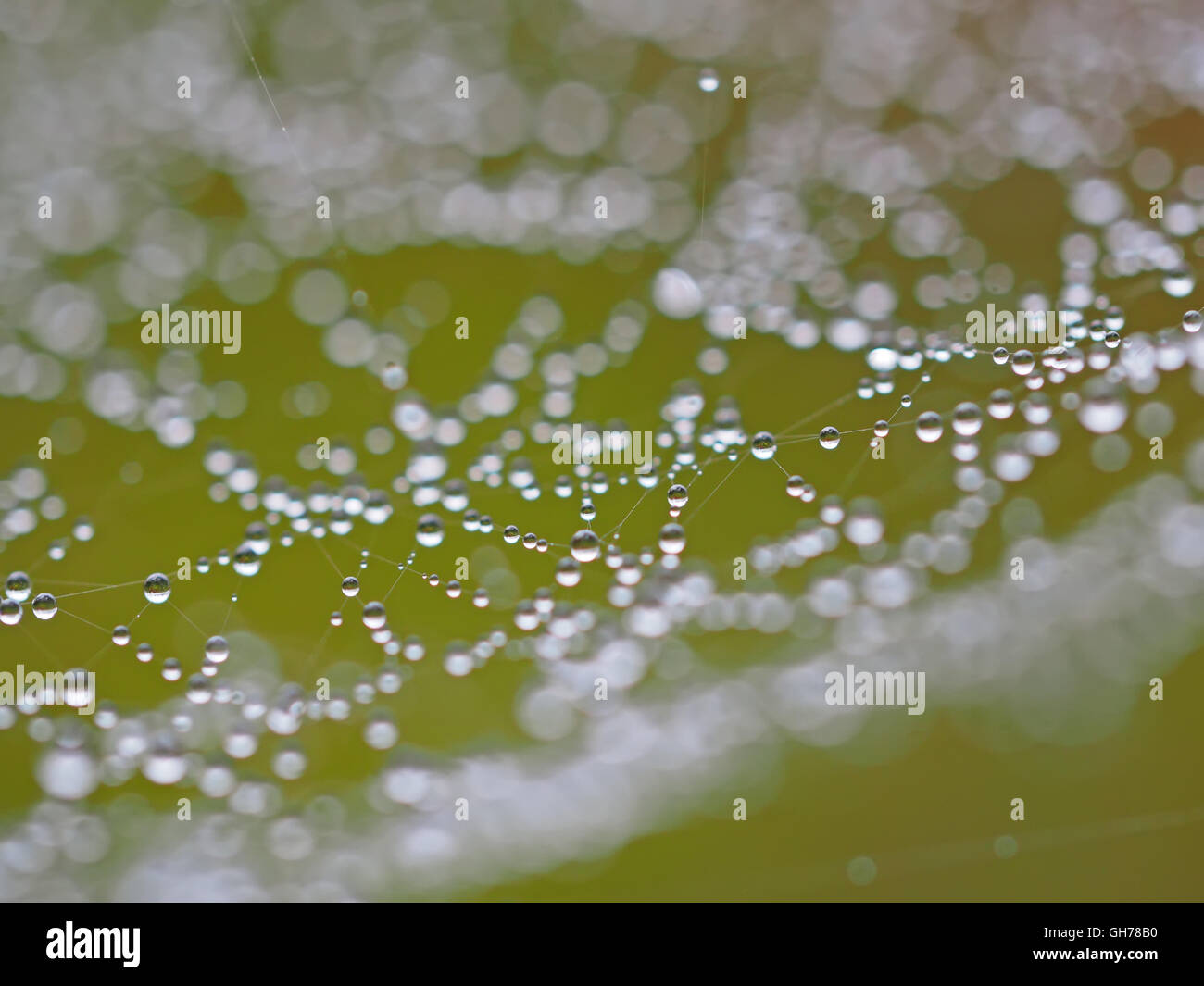 droplets on a spider web Stock Photo - Alamy