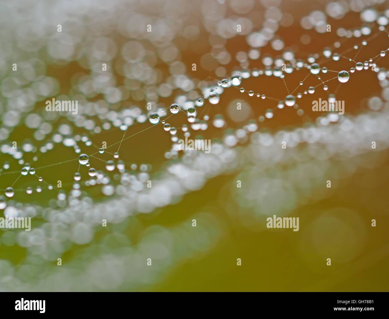droplets on a spider web Stock Photo - Alamy