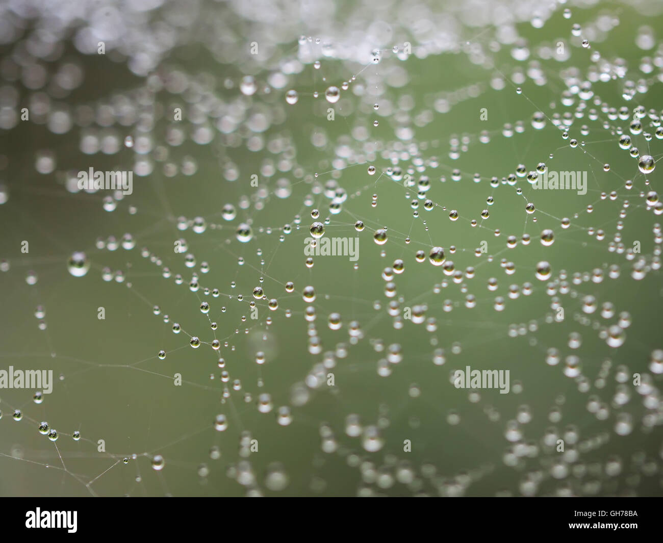 droplets on a spider web Stock Photo - Alamy