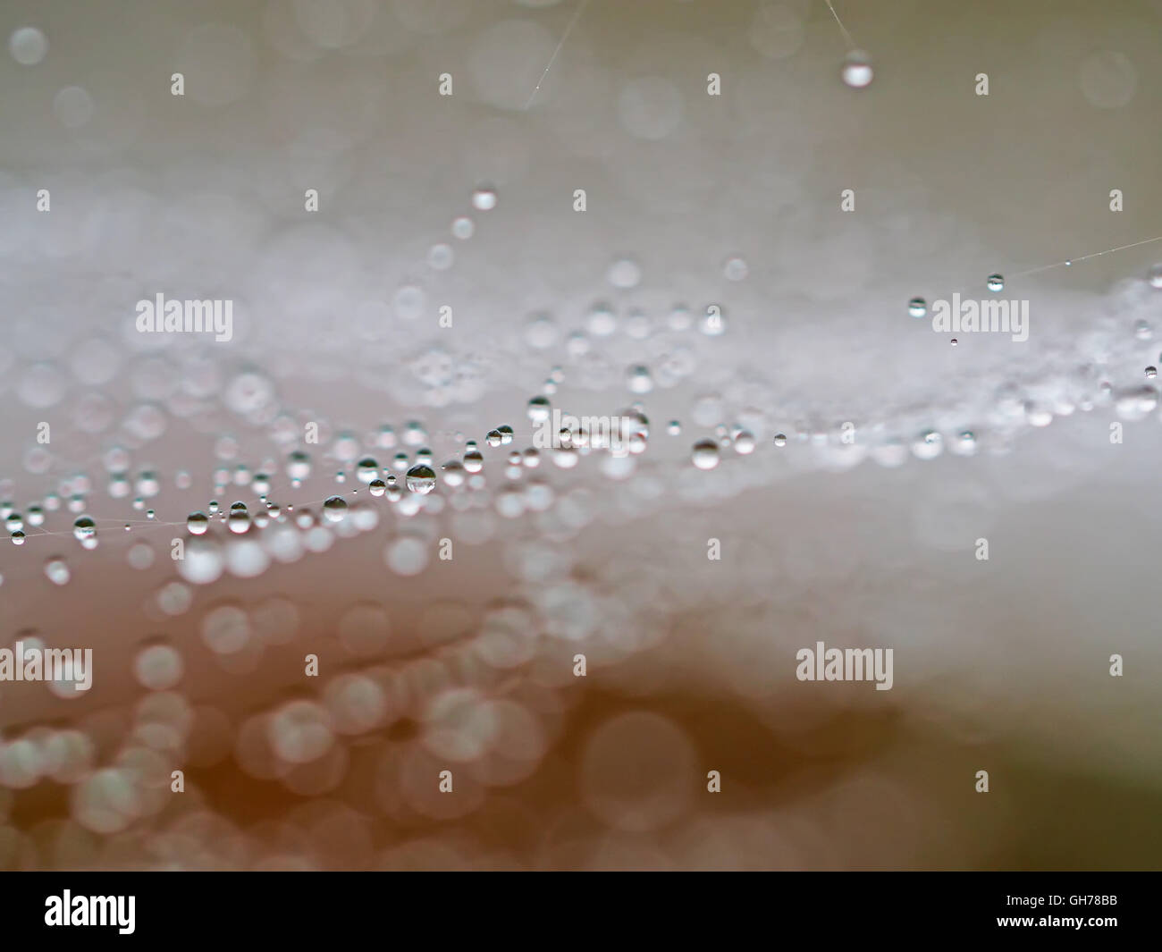 droplets on a spider web Stock Photo - Alamy