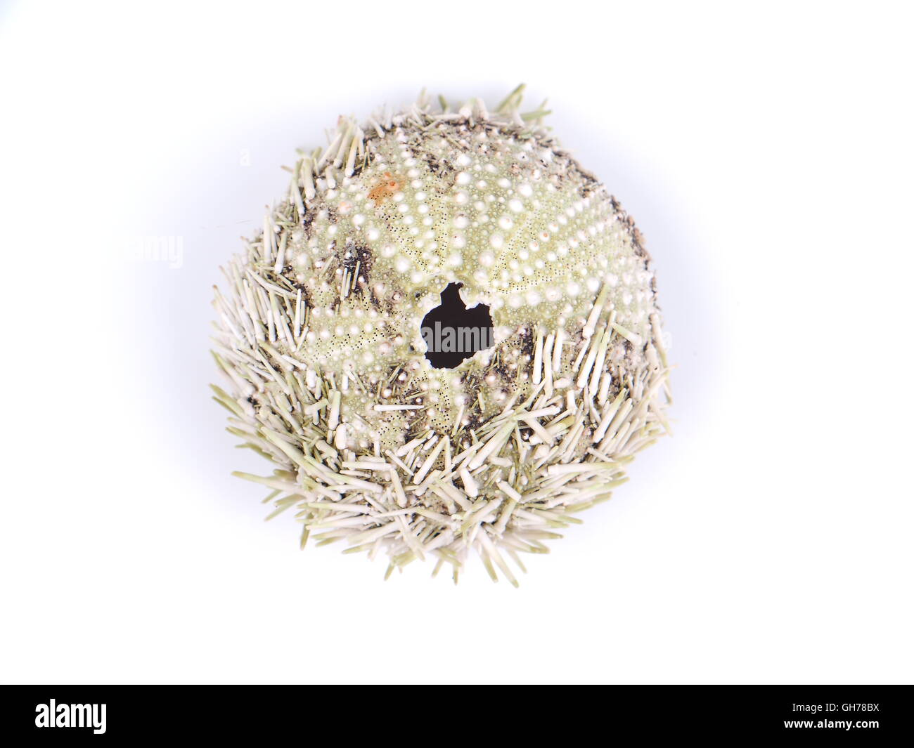 dry sea urchin on white background Stock Photo - Alamy