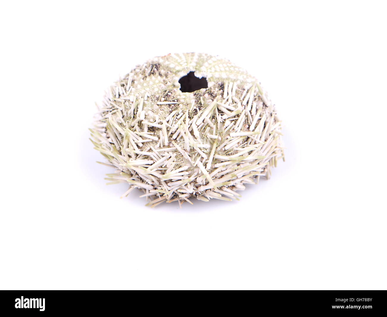 dry sea urchin on white background Stock Photo - Alamy
