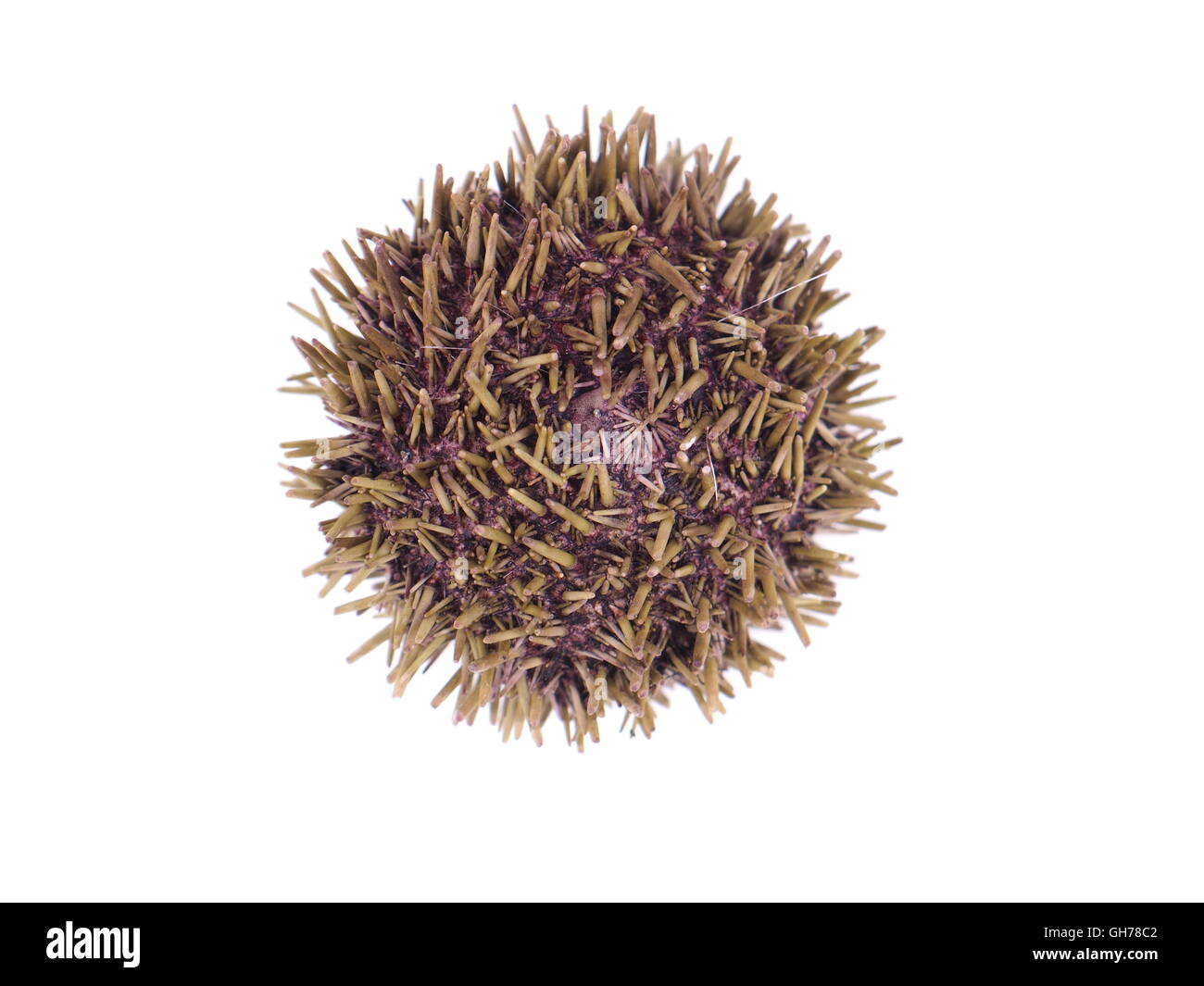dry sea urchin on white background Stock Photo - Alamy