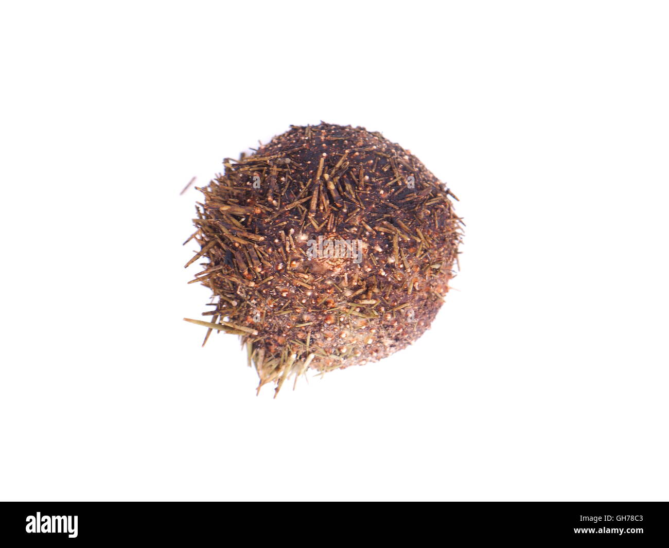 dry sea urchin on white background Stock Photo - Alamy