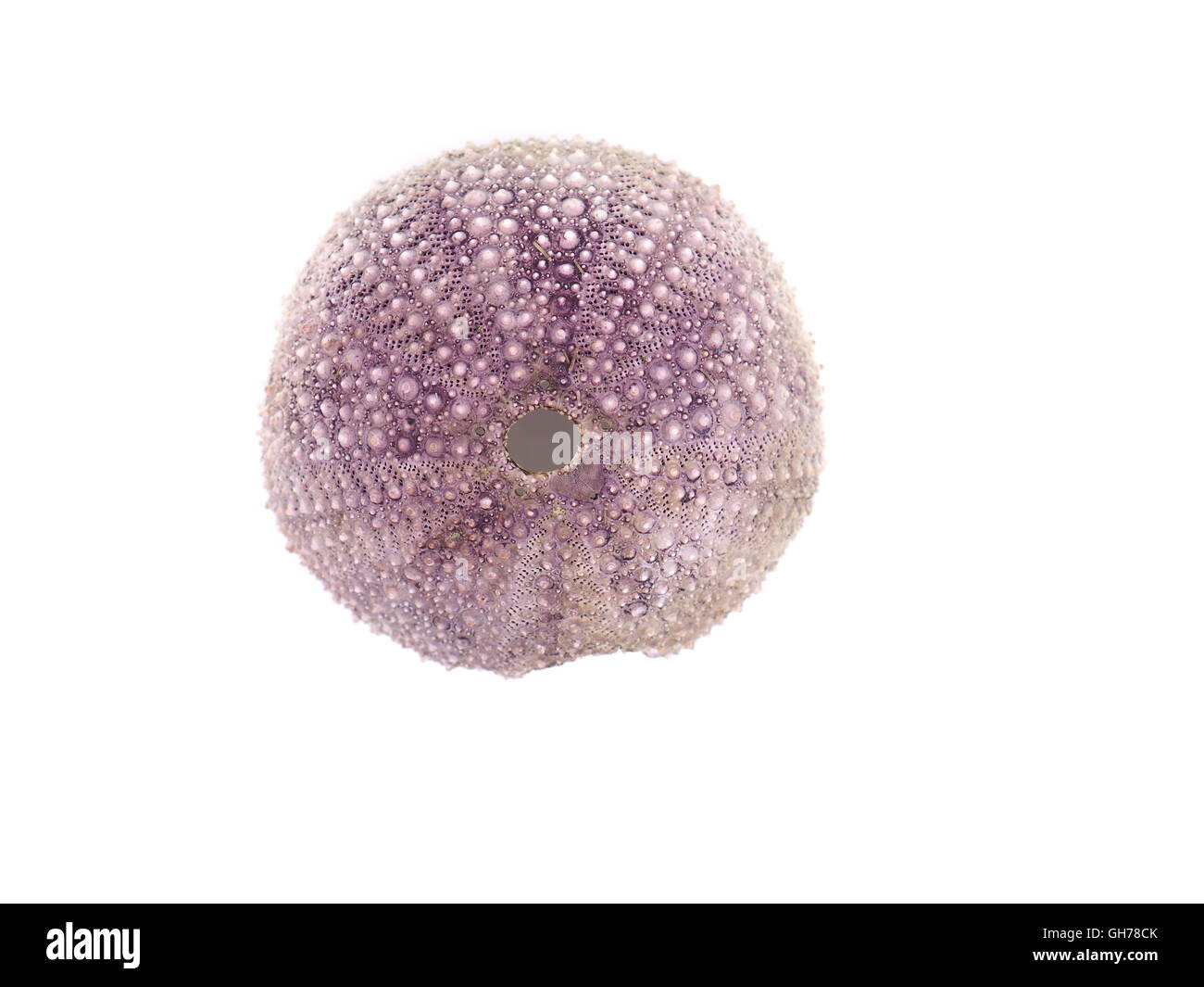dry sea urchin on white background Stock Photo - Alamy