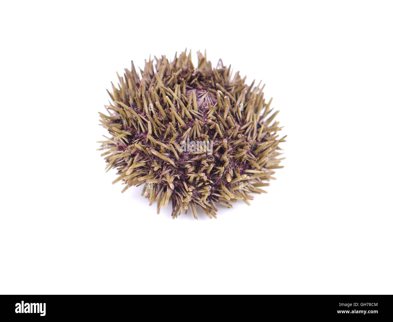 dry sea urchin on white background Stock Photo - Alamy