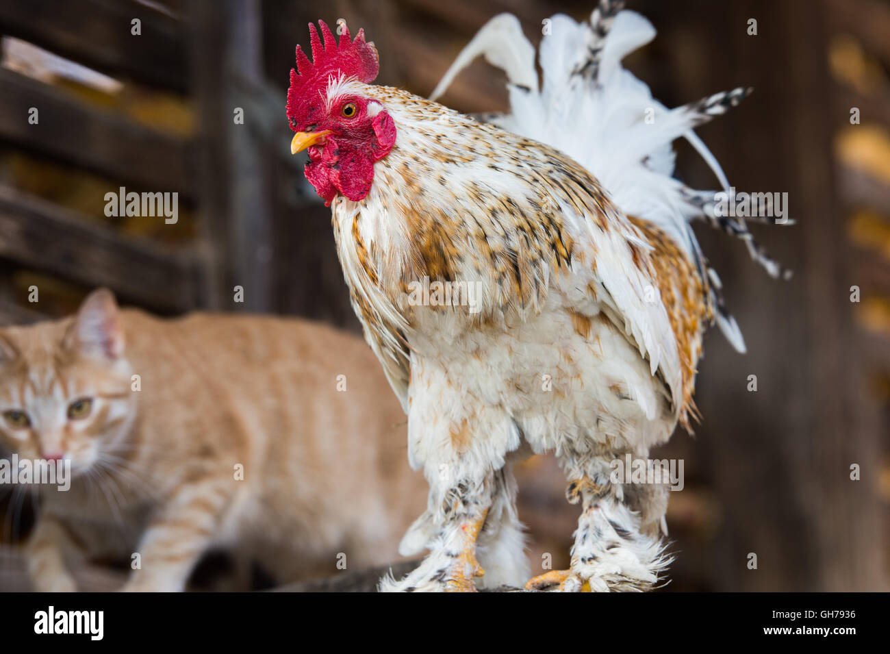 Cat rooster hi-res stock photography and images - Alamy