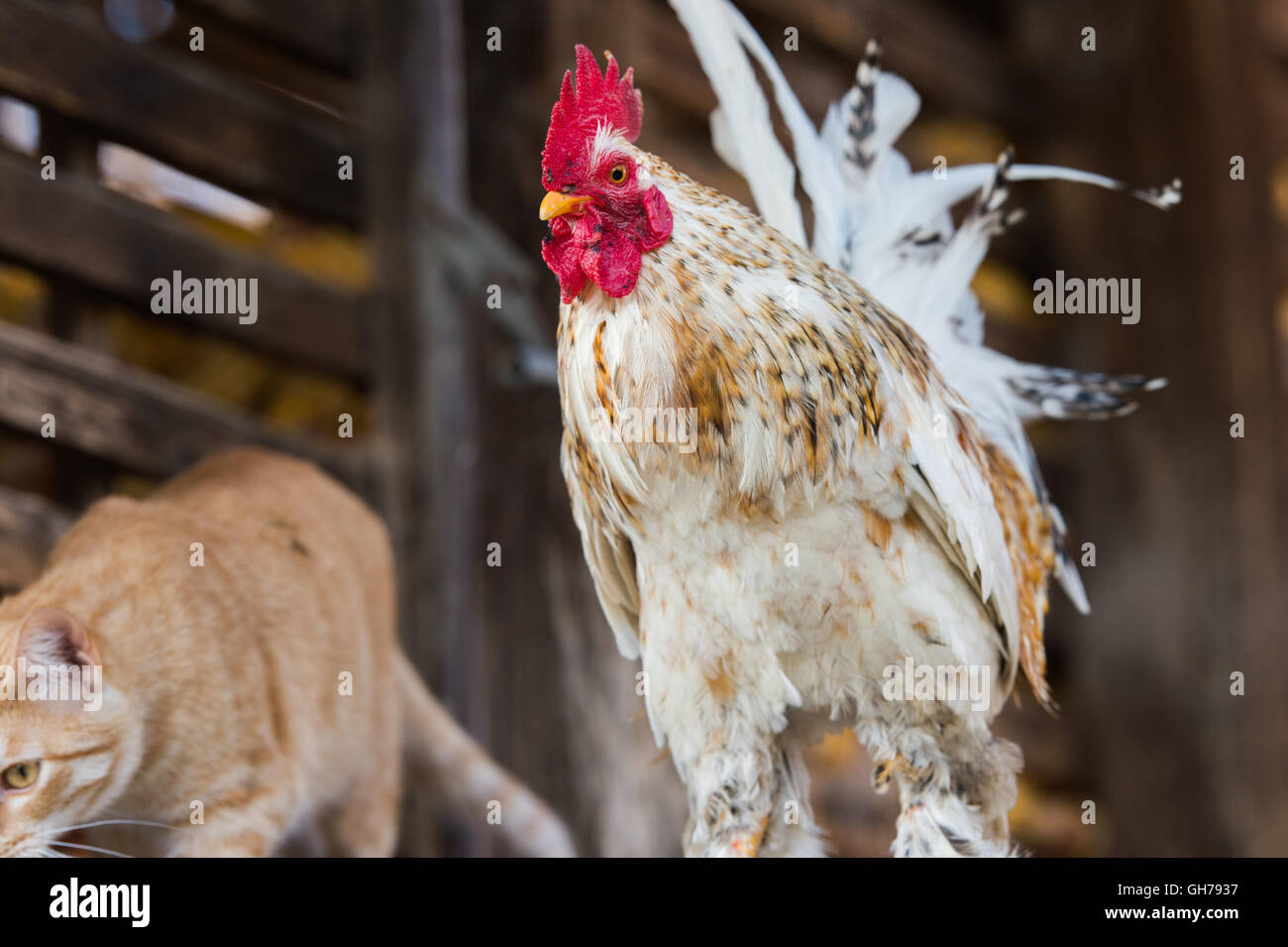 cat and rooster on the farm Stock Photo - Alamy