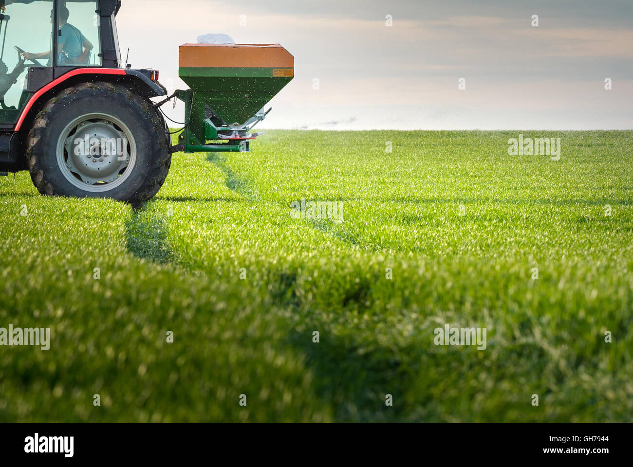 tractor fertilizing in wheat field Stock Photo - Alamy