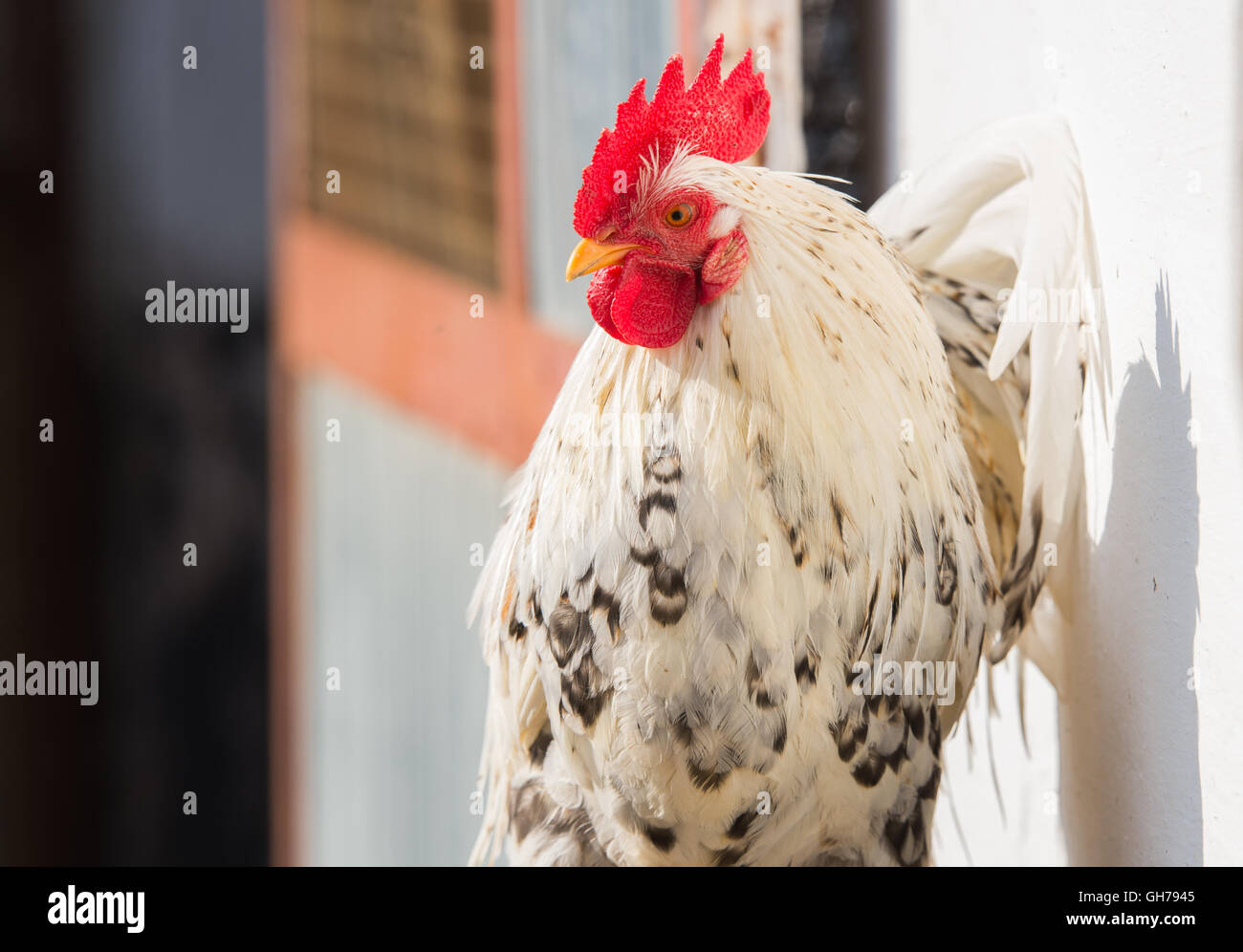 singing rooster in the farm Stock Photo - Alamy