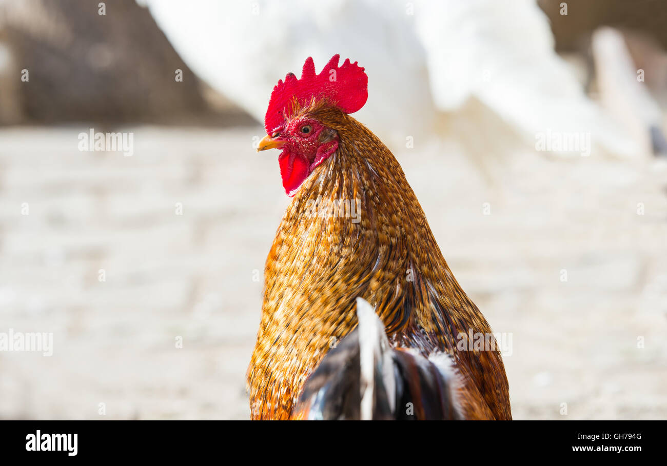 singing rooster in the farm Stock Photo - Alamy