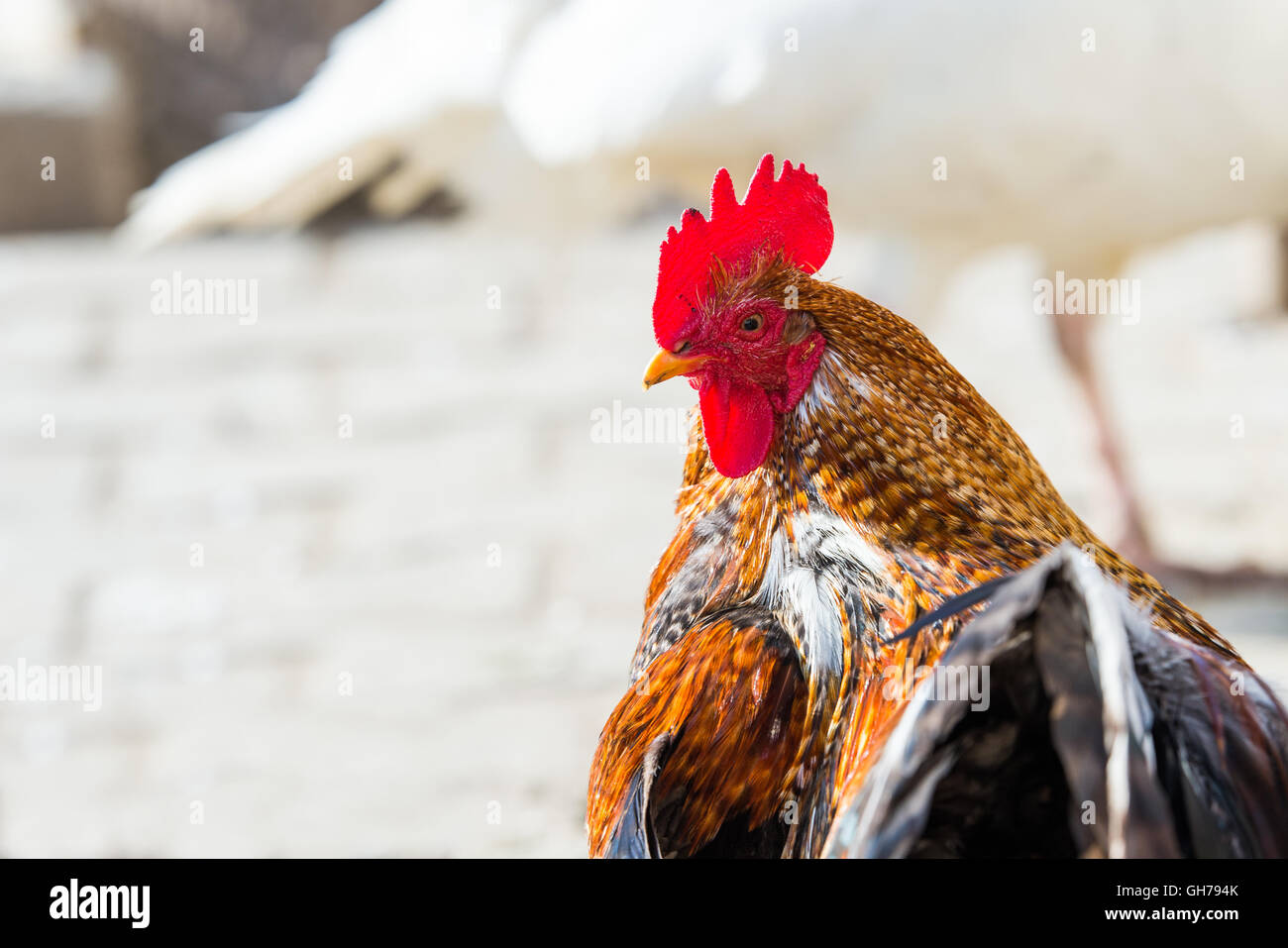 singing rooster in the farm Stock Photo - Alamy