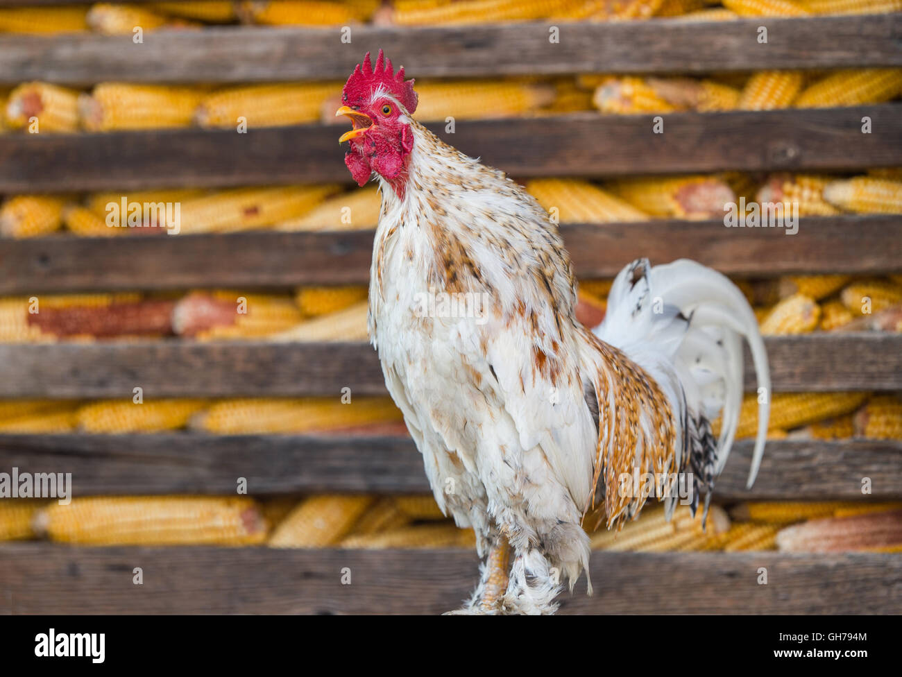 singing rooster in the farm Stock Photo - Alamy