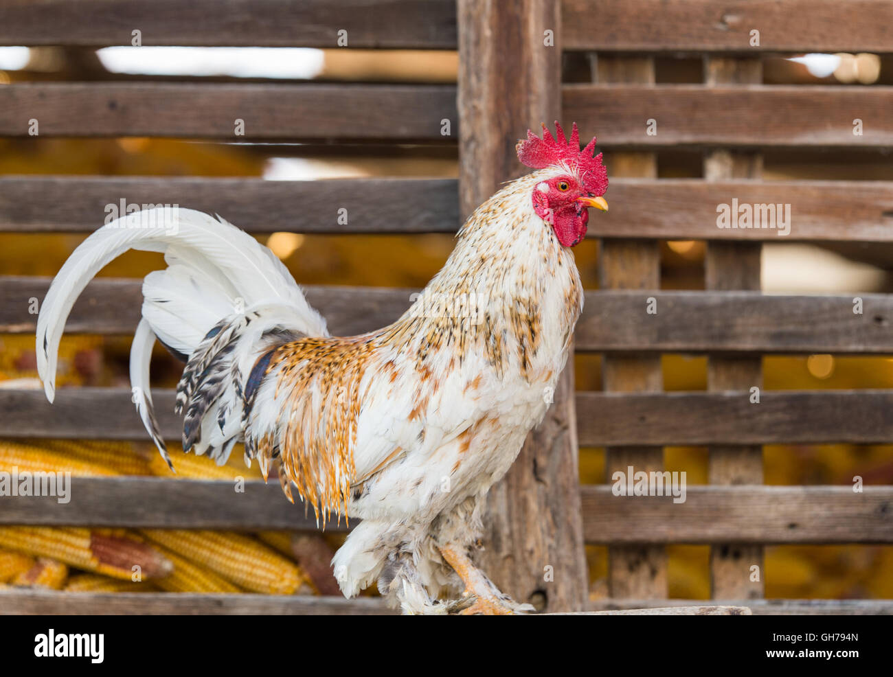 singing rooster in the farm Stock Photo - Alamy
