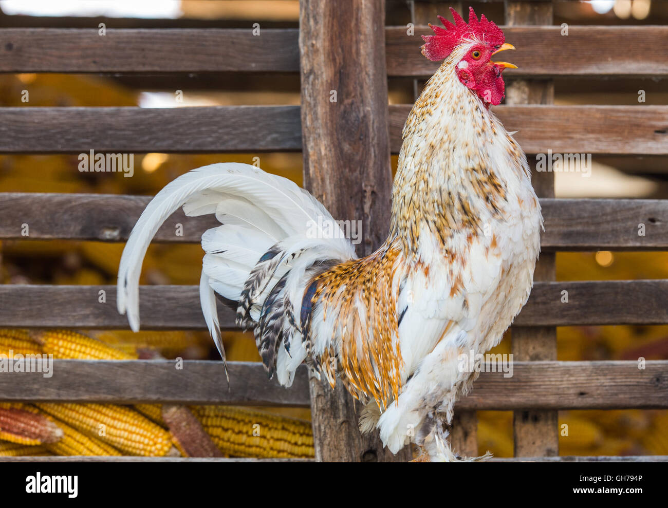 singing rooster in the farm Stock Photo - Alamy