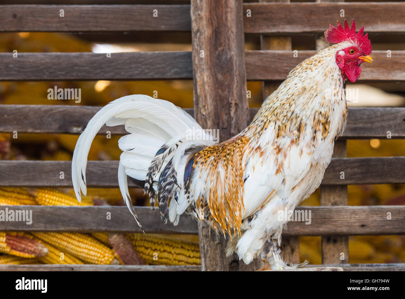 singing rooster in the farm Stock Photo - Alamy