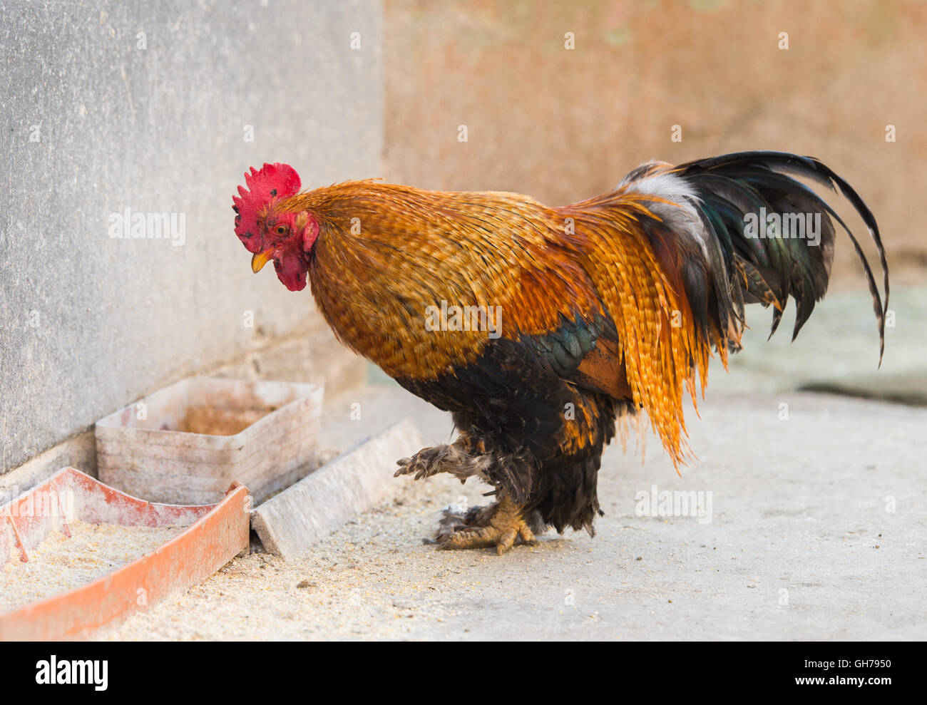 singing rooster in the farm Stock Photo - Alamy