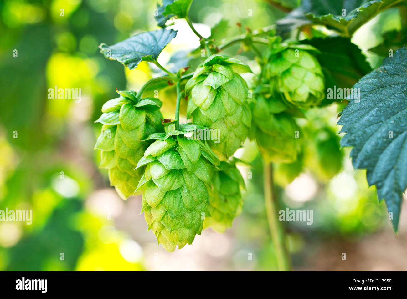 detail of hop cones before the harvest Stock Photo - Alamy